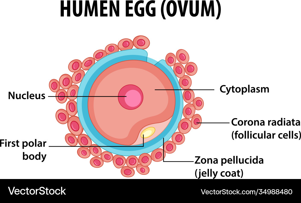Human egg or ovum structure for health education Vector Image