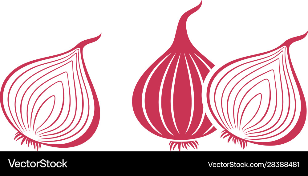 Onion Royalty Free Vector Image - VectorStock