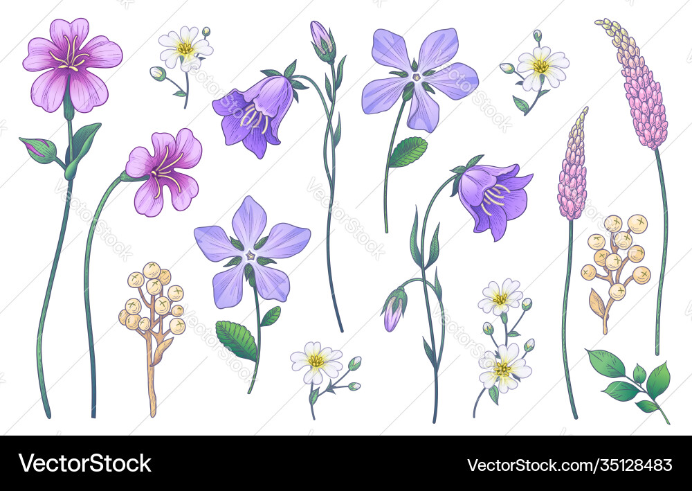 Hand drawn colorful wild flowers set Royalty Free Vector