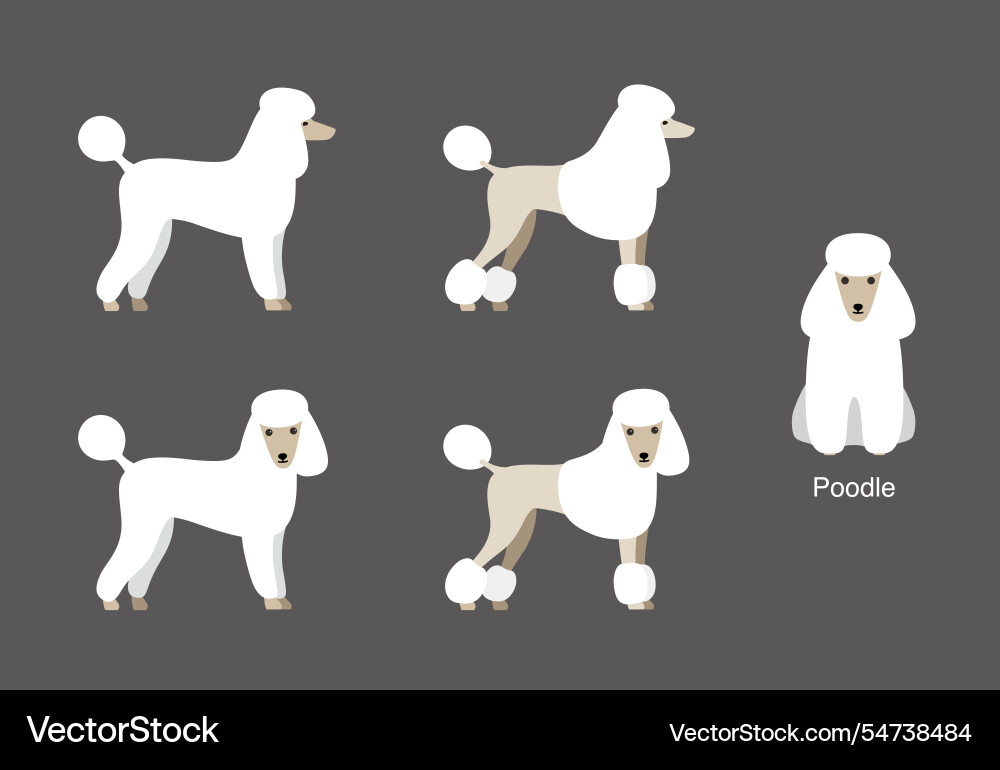 Poodle standing and watching side view cartoon Vector Image