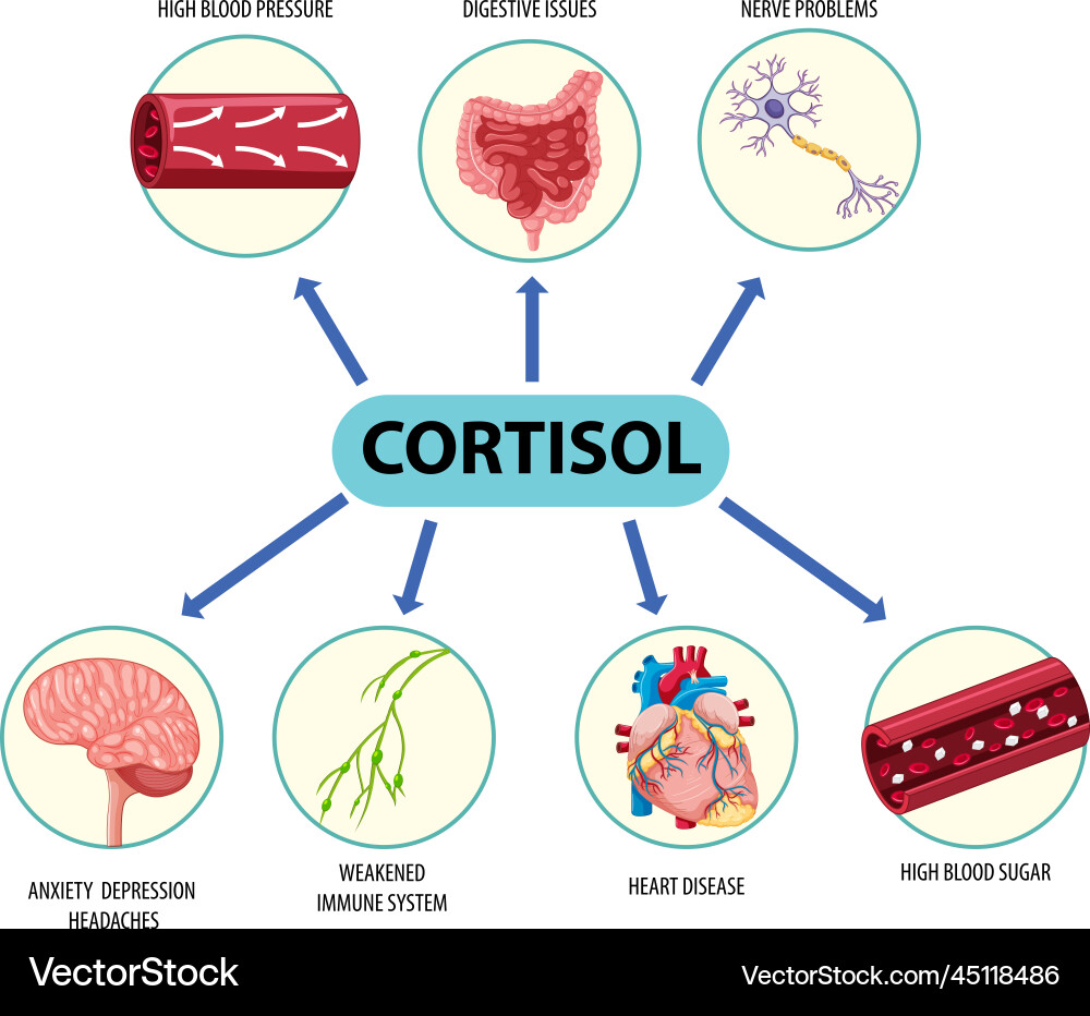 Cortisol hormone with common symptoms diagram Vector Image