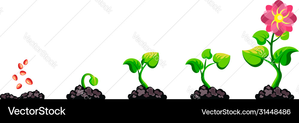Phases plant growth infographic process Royalty Free Vector