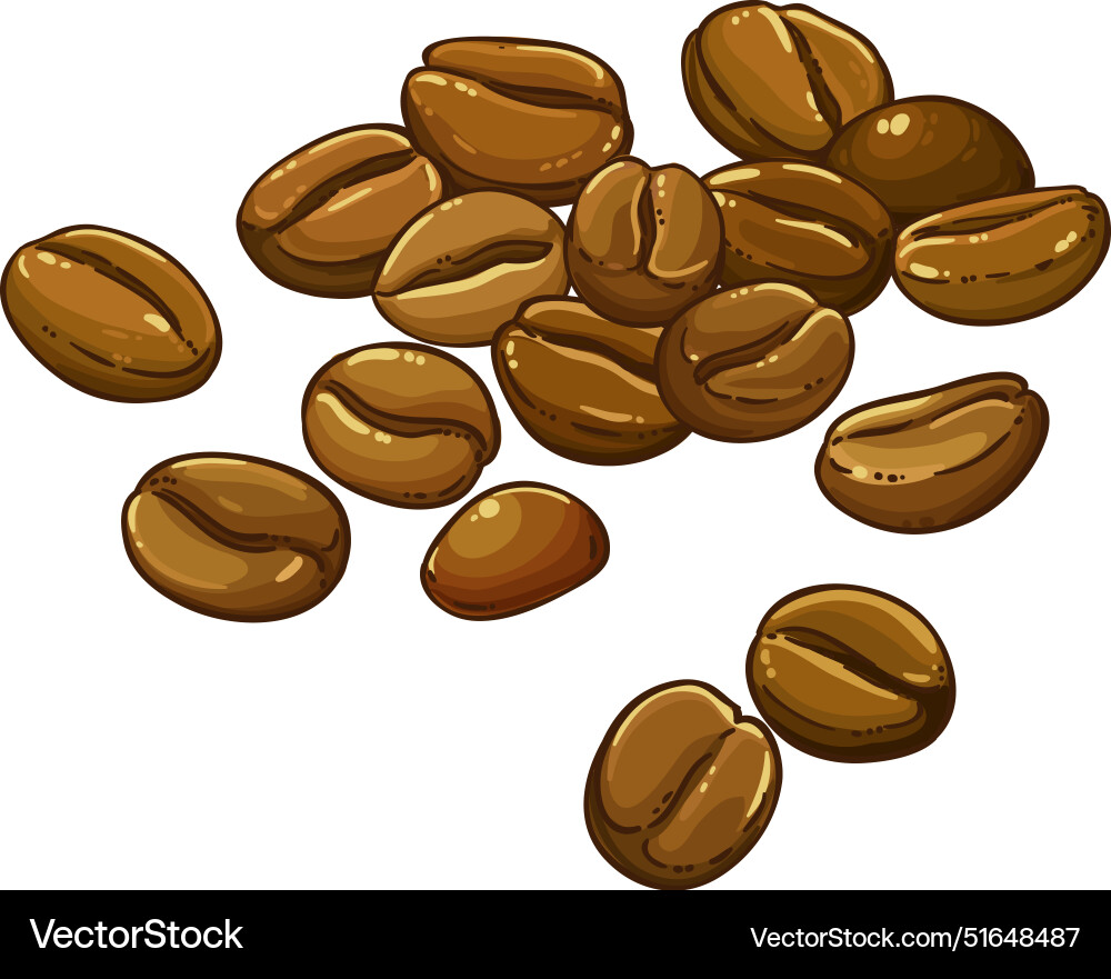Coffee seeds colored detailed Royalty Free Vector Image