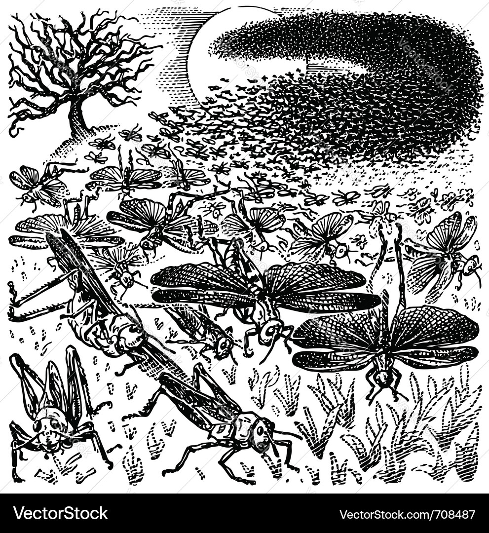 Swarming Locusts (708487) – Royalty-Free Vector | VectorStock