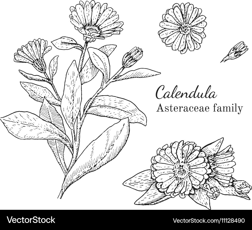 Ink calendula hand drawn sketch Royalty Free Vector Image