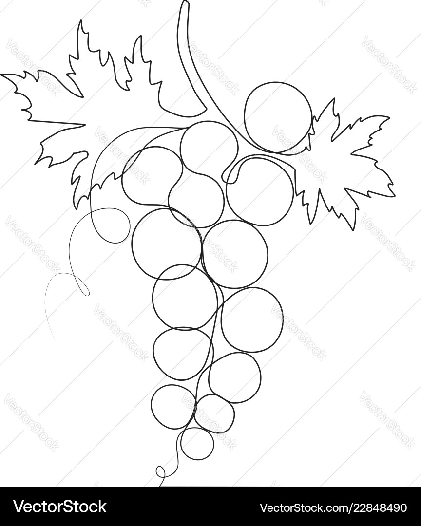 One line drawing grape sketch Royalty Free Vector Image