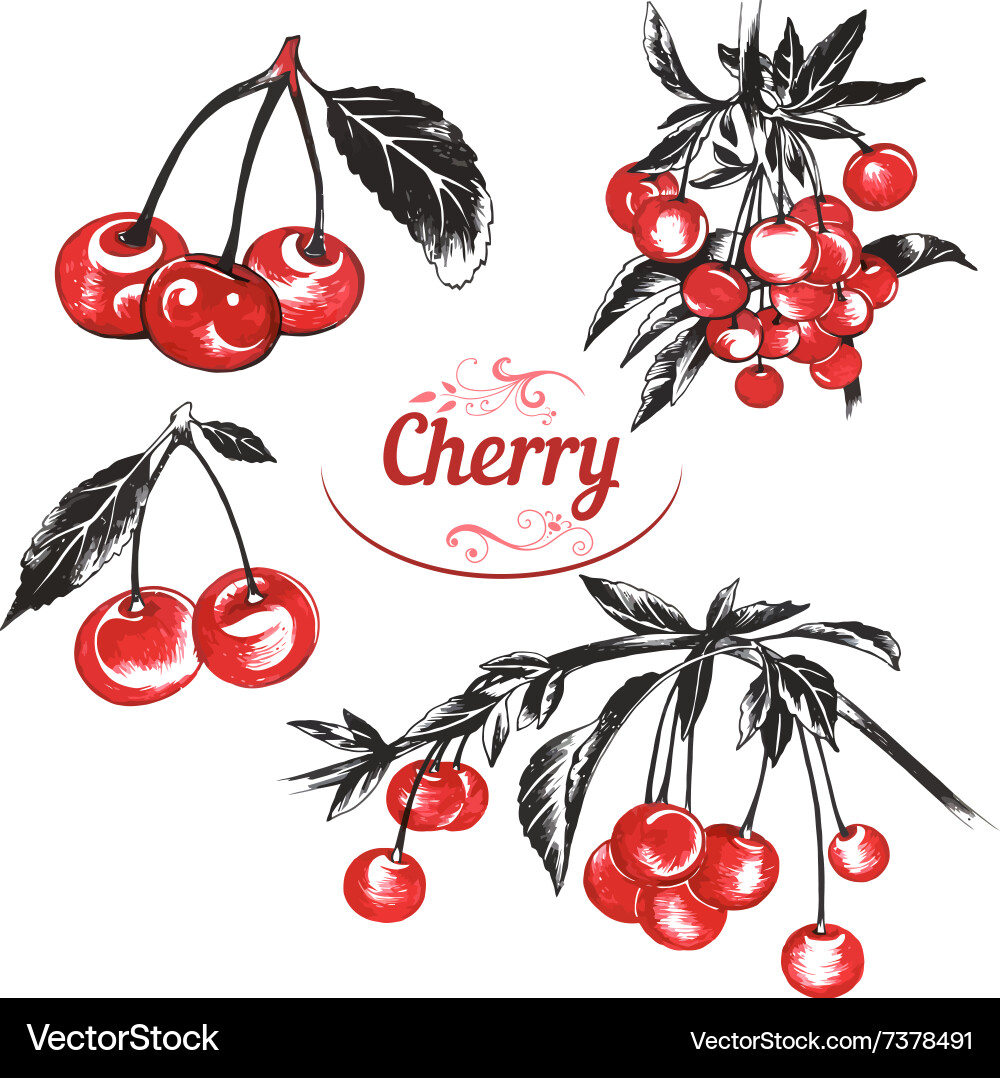 Cherry Royalty Free Vector Image - VectorStock