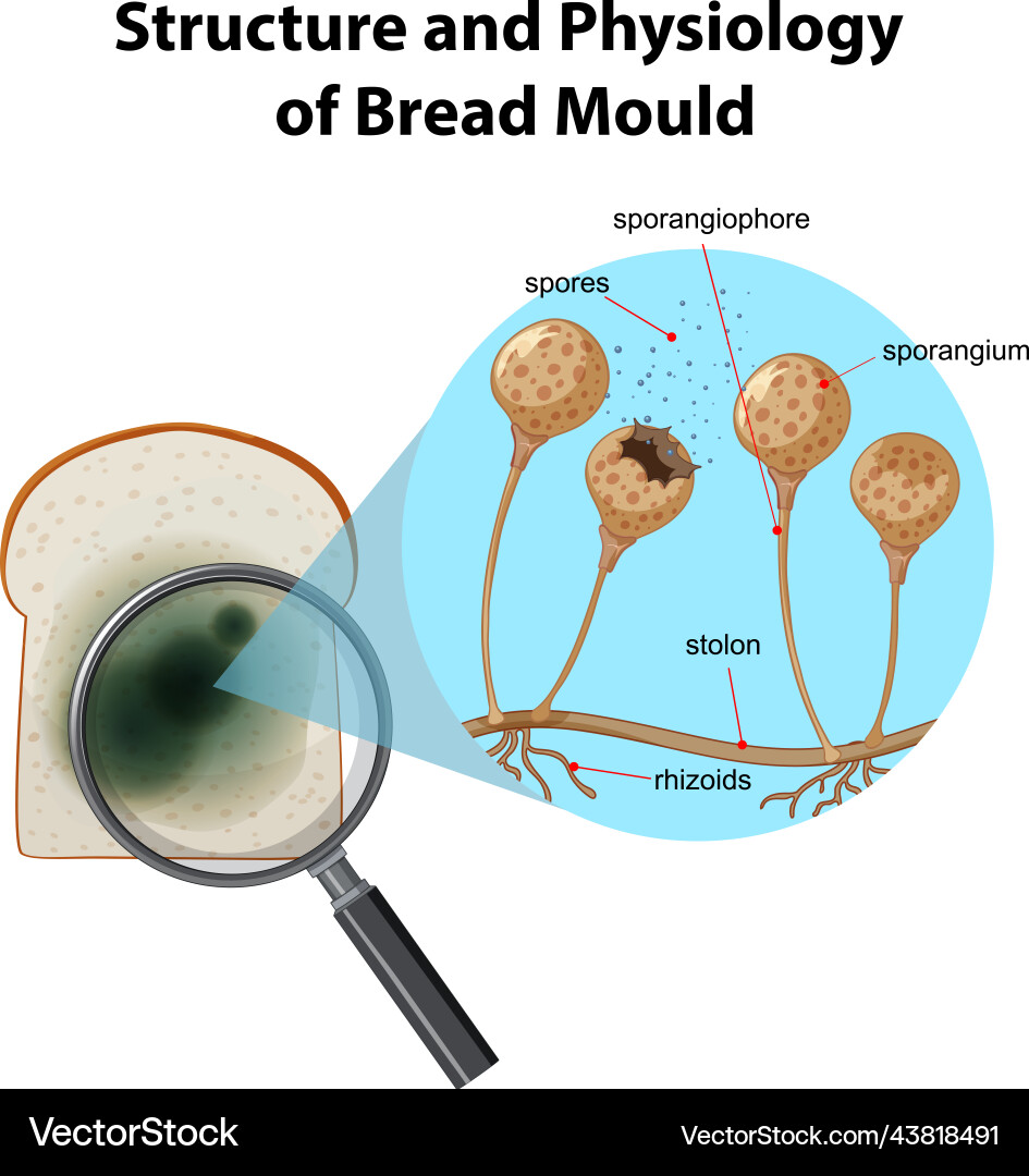 Structure and physiology of bread mold Royalty Free Vector