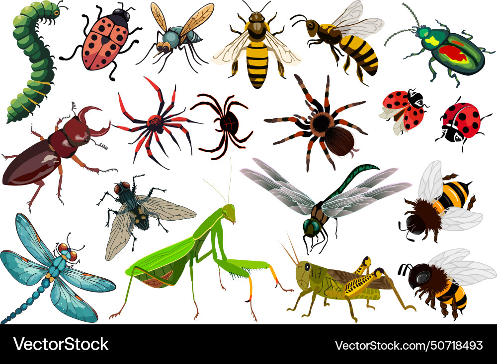 Collection of insects on a transparent background Vector Image