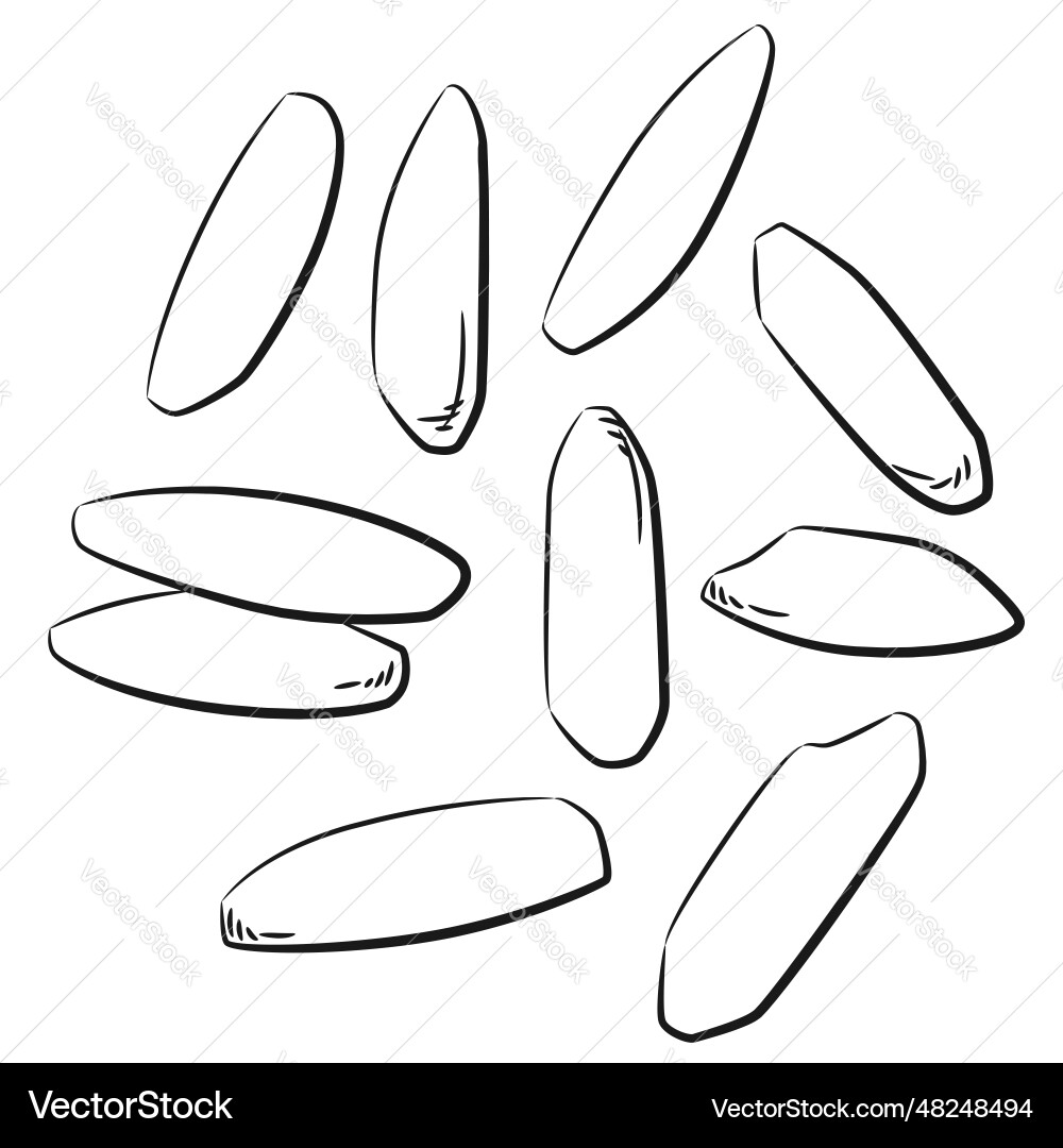 Sketch basmati rice grain organic crops Royalty Free Vector