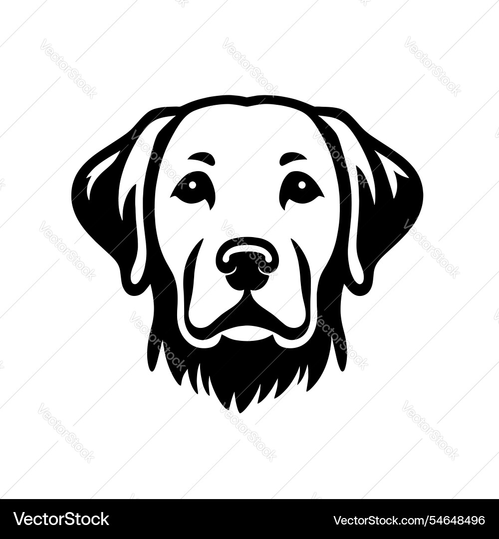 Black and white labrador retriever head – Royalty-Free Vector | VectorStock