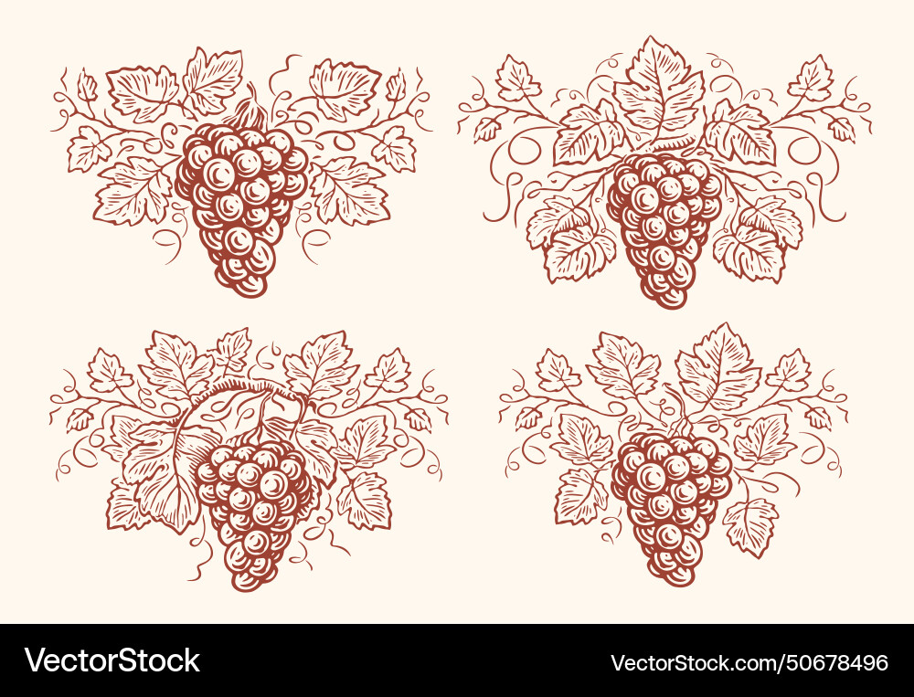 Grapes with leaves set grapevine vintage Vector Image