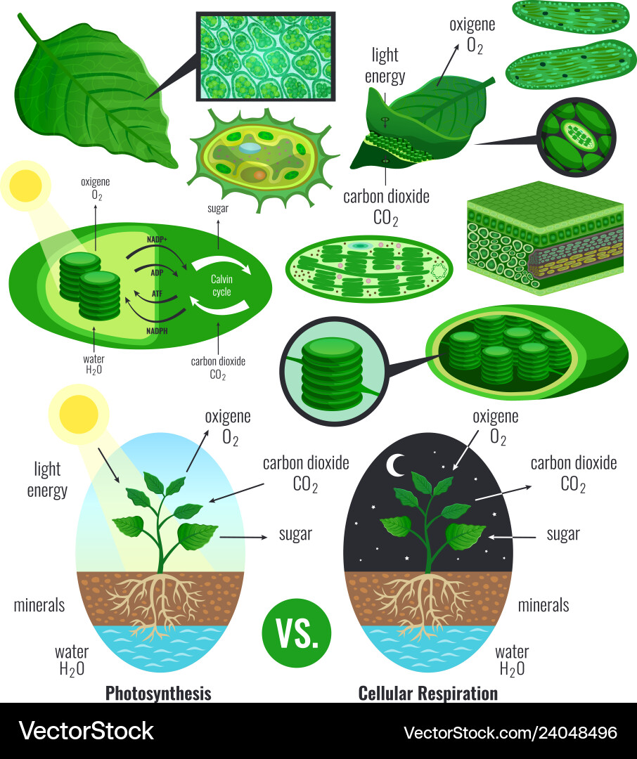 Photosynthesis and Cellular Respiration – Royalty-Free Vector | VectorStock