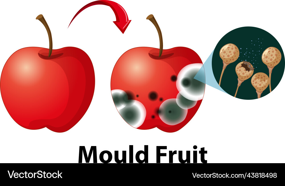 Inedible decomposed apple with mould Royalty Free Vector