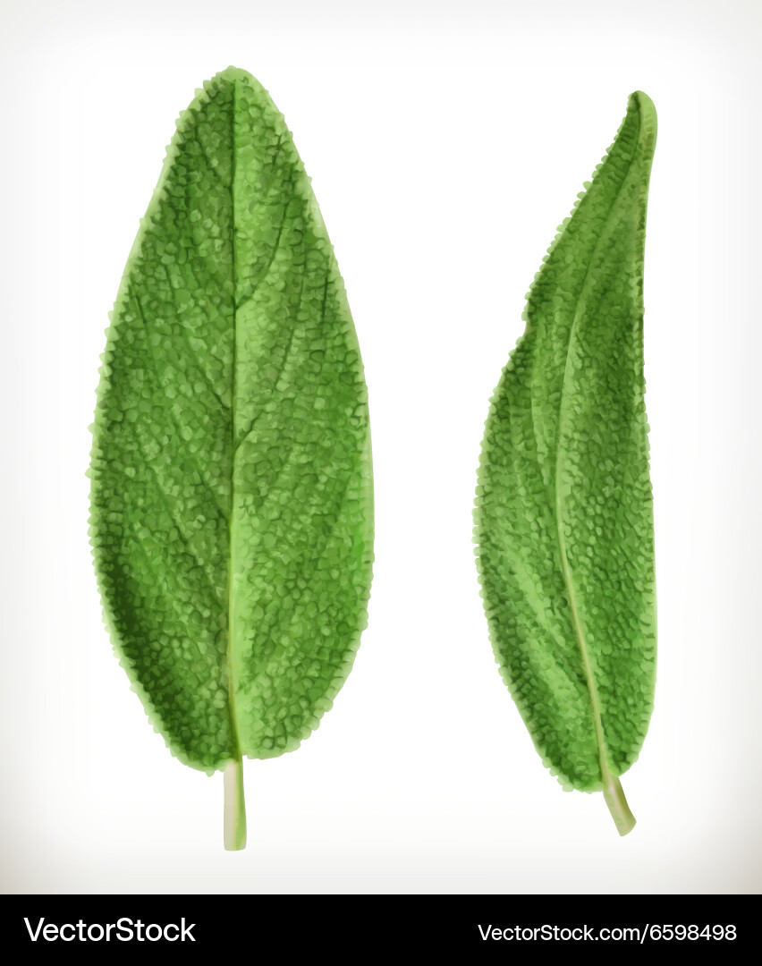 Salvia Blätter Ikonen Lizenzfreies Vektorbild