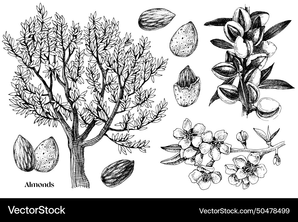 Hand drawn almonds set Royalty Free Vector Image
