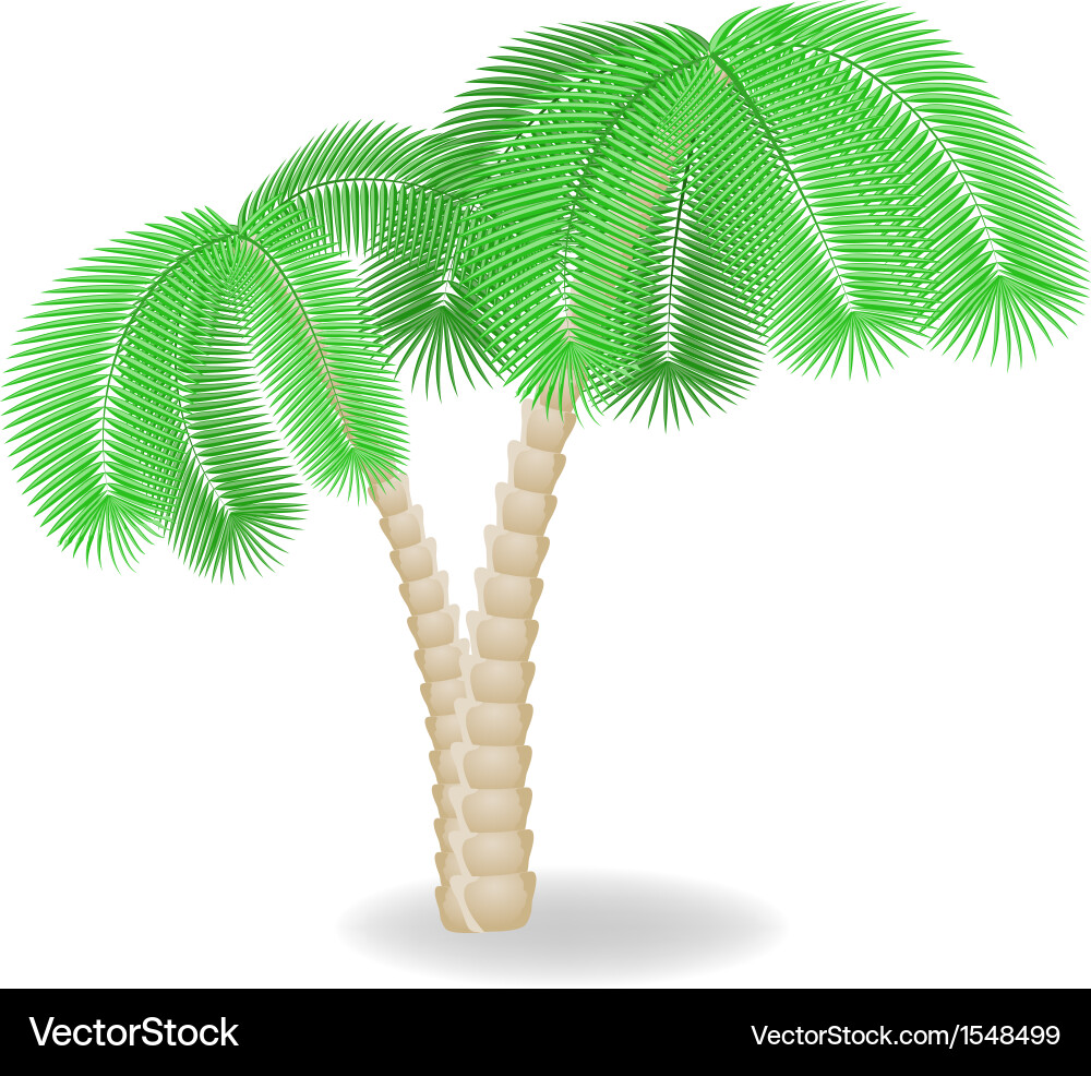 Two bend palm trees Royalty Free Vector Image - VectorStock