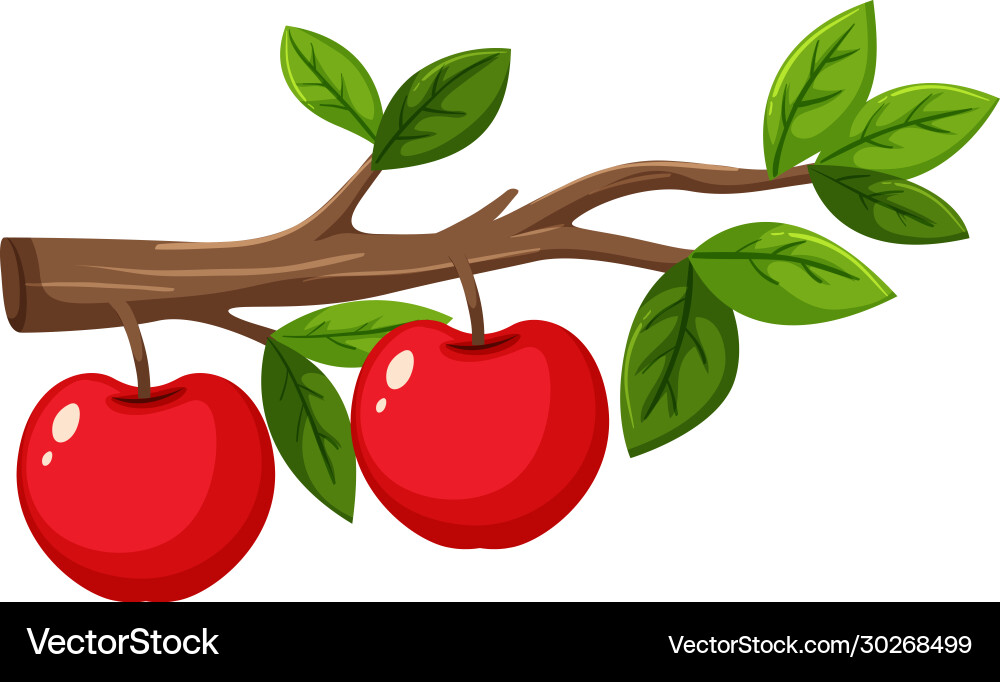 Two red apples on branch Royalty Free Vector Image