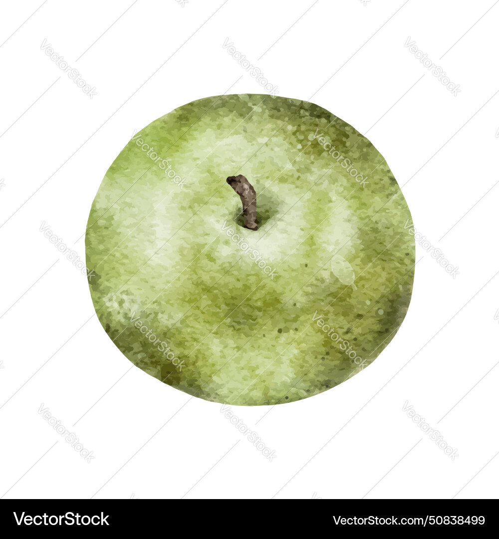 Watercolor green ripe apple hand drawn fruit Vector Image