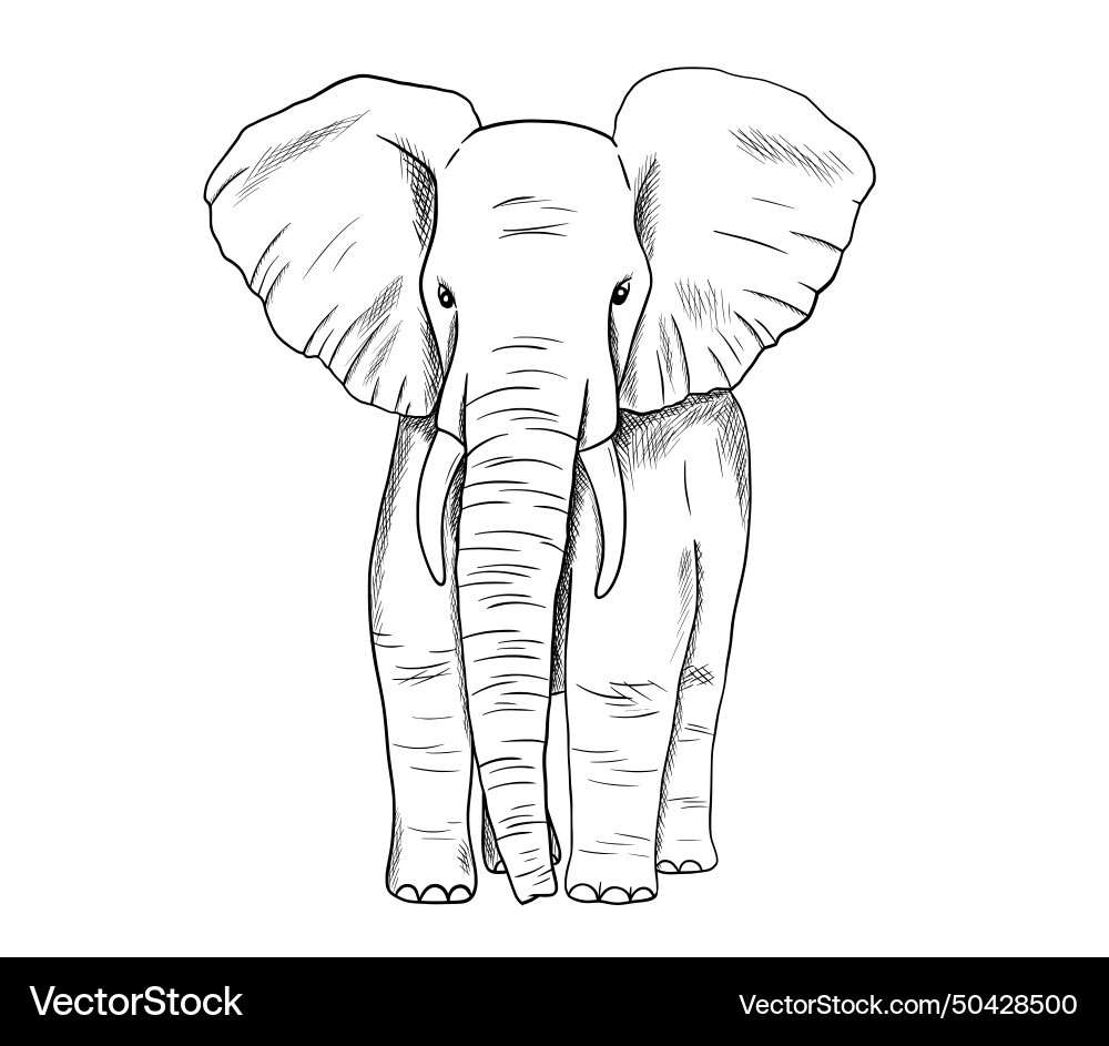 Elephant sketch isolated on white background Vector Image