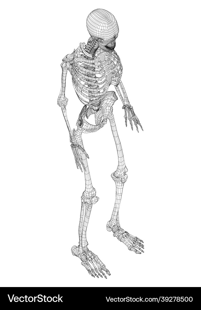 Human skeleton Royalty Free Vector Image - VectorStock