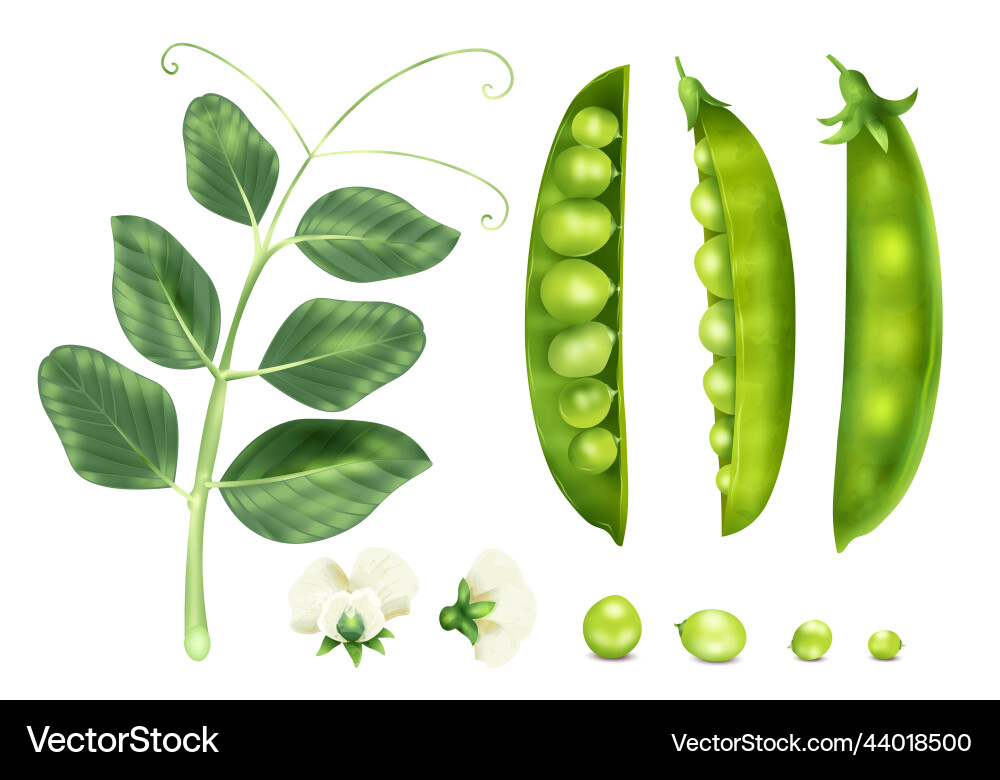 Realistic peas set Royalty Free Vector Image - VectorStock