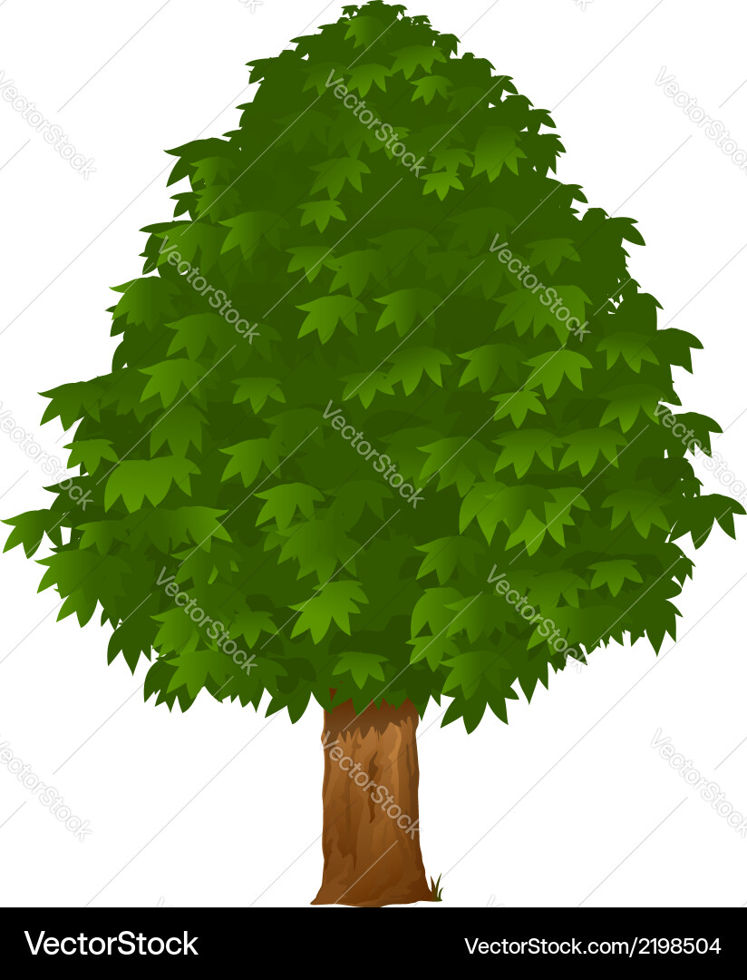 Chestnut tree Royalty Free Vector Image - VectorStock