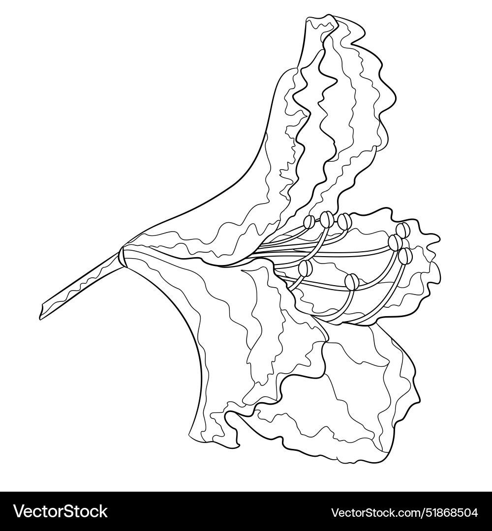 Flower rhododendron mountain shrub outline Vector Image