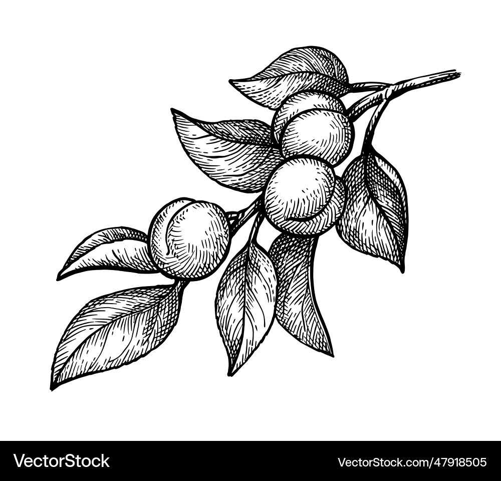 Apricot branch ink sketch Royalty Free Vector Image