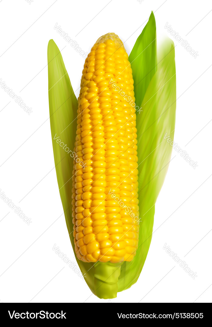 Corn ear isolated on white Royalty Free Vector Image