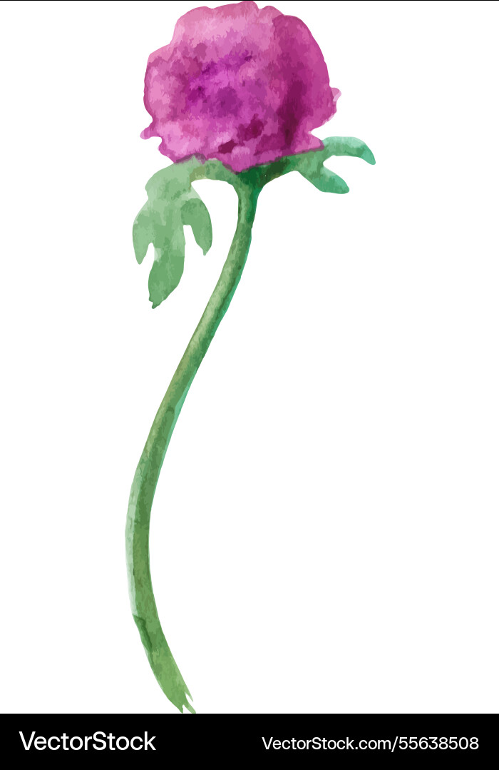 Watercolor painted clover flower hand drawn Vector Image
