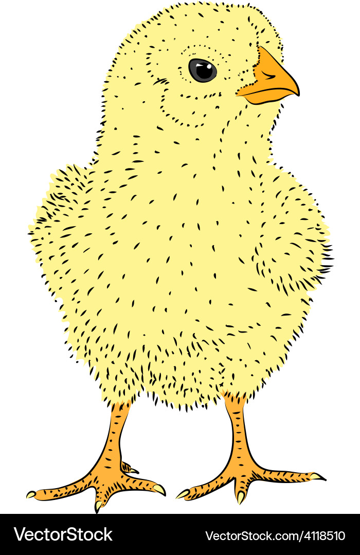 Chicken Royalty Free Vector Image - VectorStock