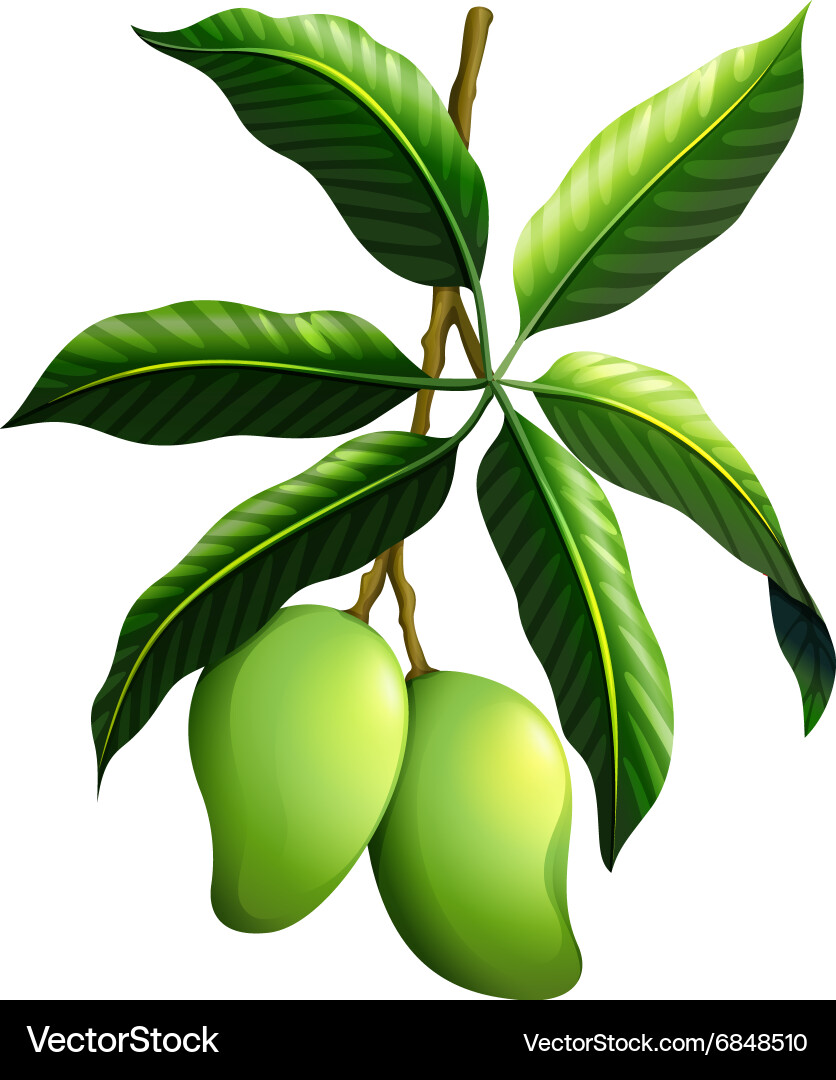 Fresh mango on the branch Royalty Free Vector Image