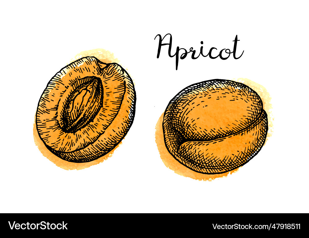 Apricot ink sketch Royalty Free Vector Image - VectorStock