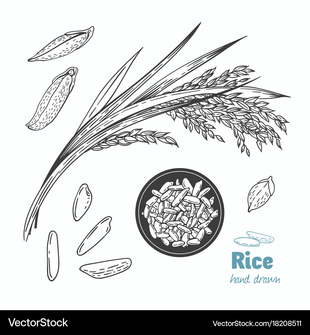Rice hand drawn Royalty Free Vector Image - VectorStock
