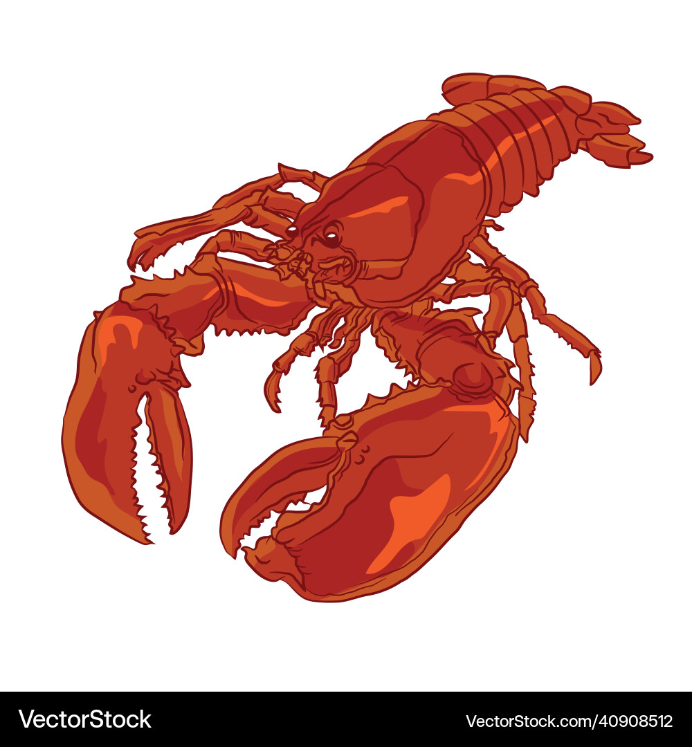 Lobster Royalty Free Vector Image - VectorStock
