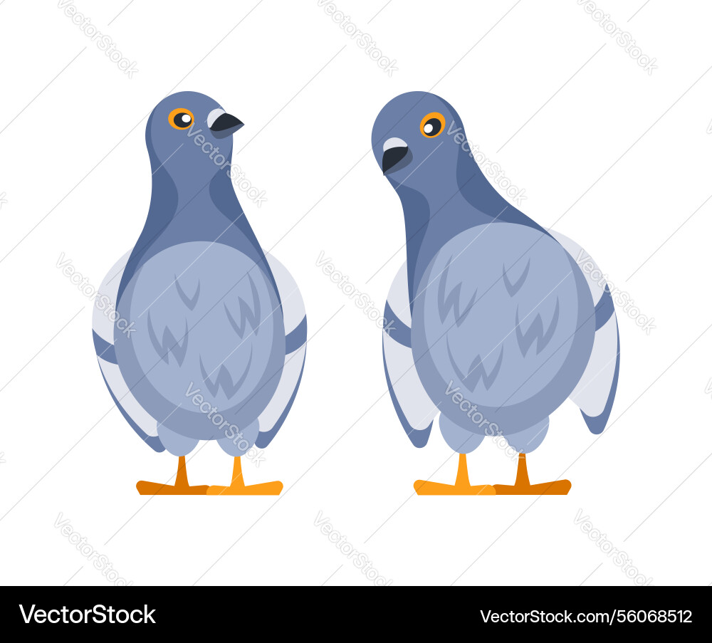 Pigeon Pair Pigeons Vector Images (over 820)