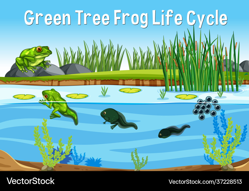 Green tree frog life cycle Royalty Free Vector Image