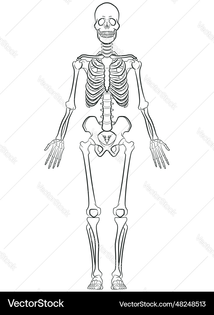 Human Skeleton Anatomy Diagram Royalty Free Vector Image