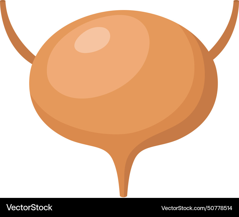 Bladder cartoon icon human anatomy internal Vector Image