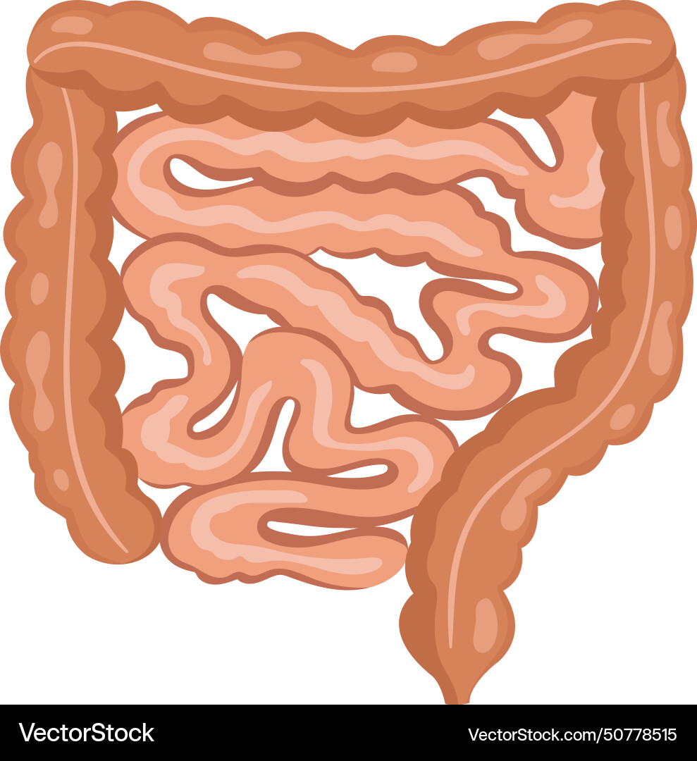 Intestine cartoon icon human digestive internal Vector Image
