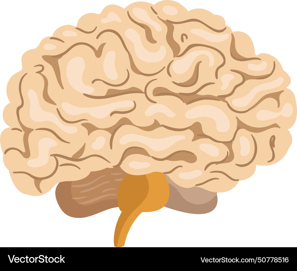 Brain cartoon icon human organ mind symbol Vector Image