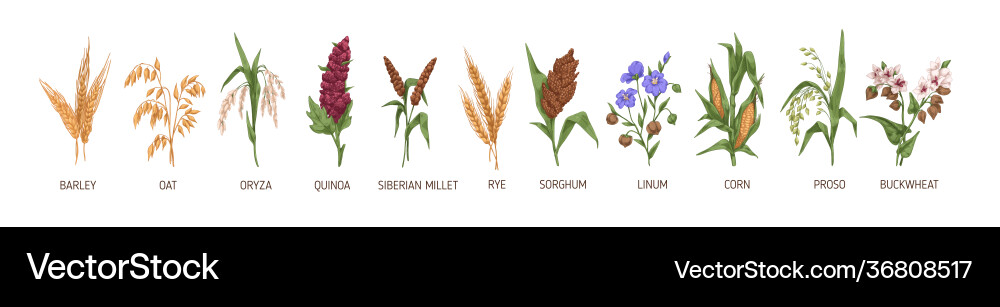 Millet Drawing Vector Images (over 270)