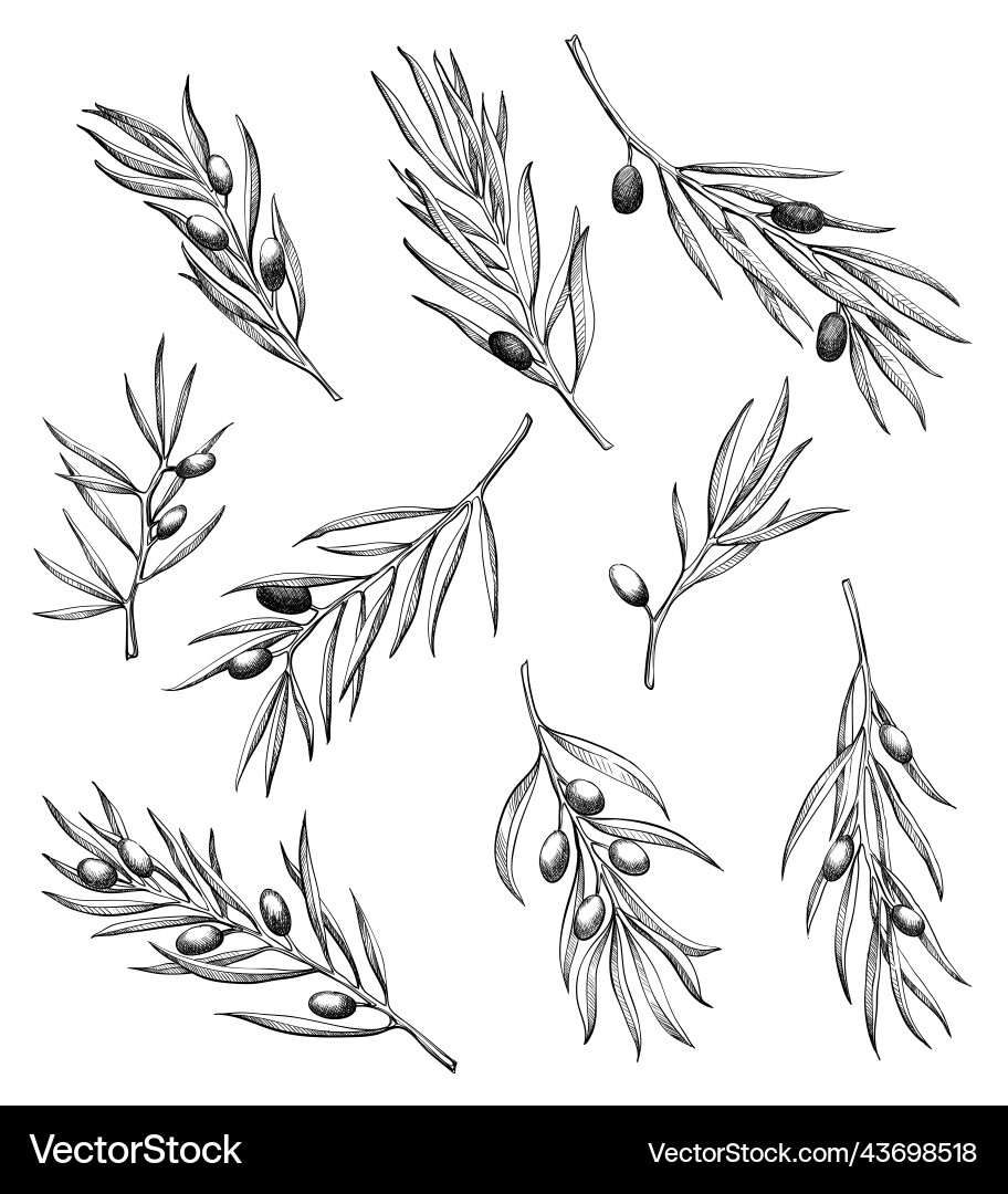 Hand-Drawn Olive Branch Engraving Set Royalty Free Vector