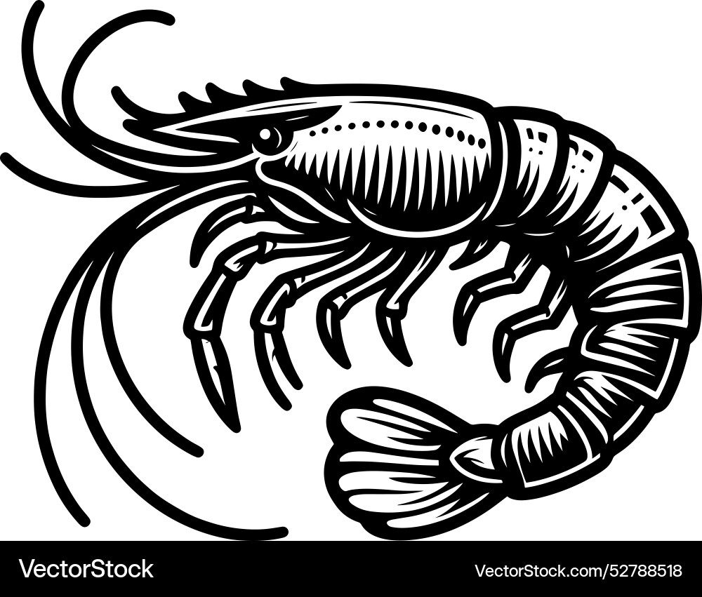 Shrimp silhouette isolated on white background Vector Image