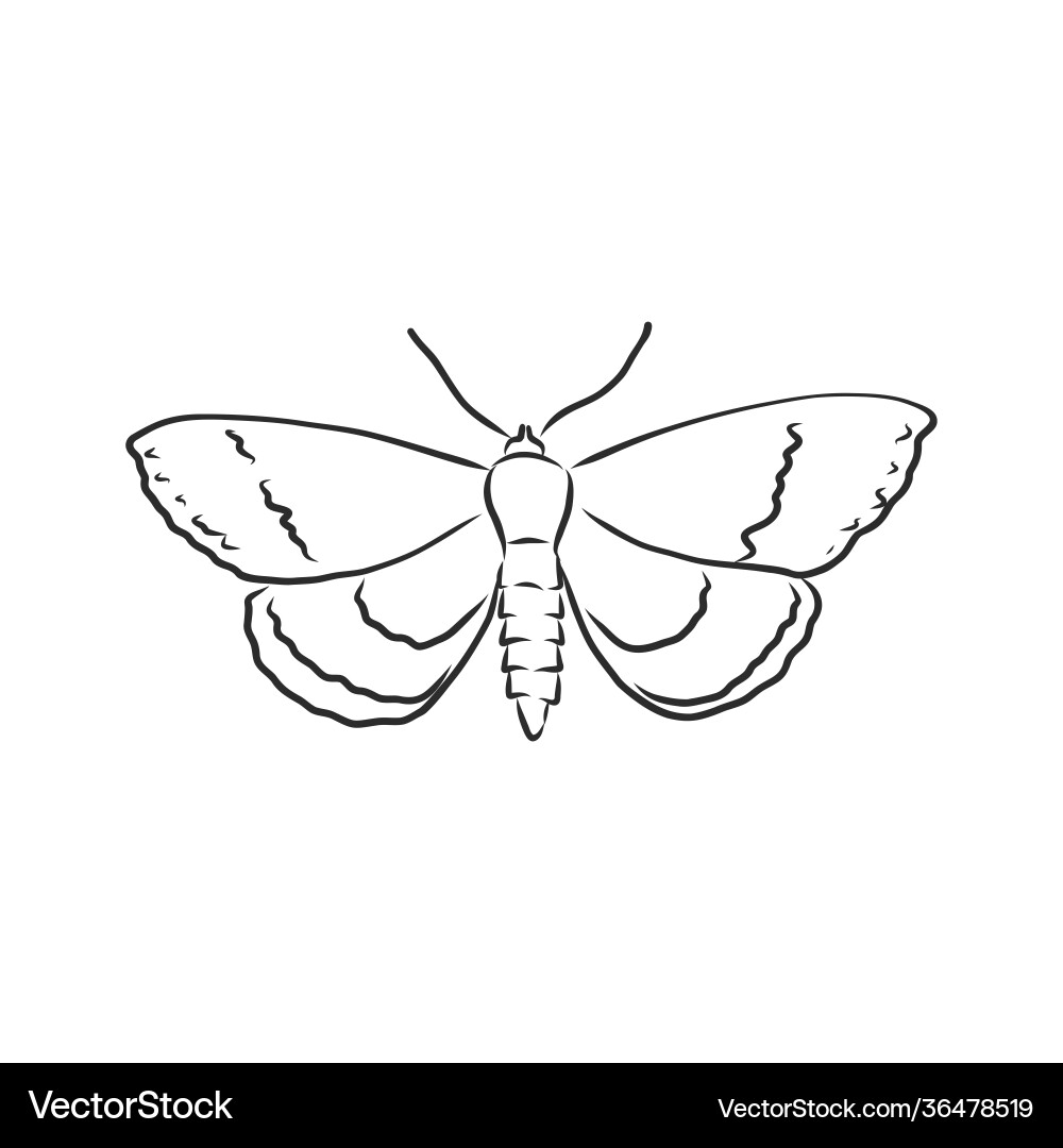 Detailed Moth Sketch Royalty Free Vector Image