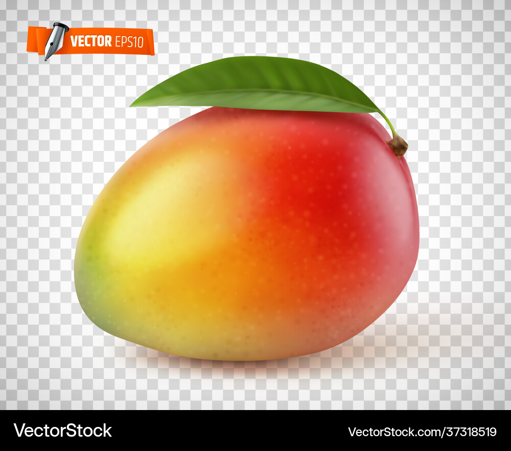 Realistic mango Royalty Free Vector Image - VectorStock