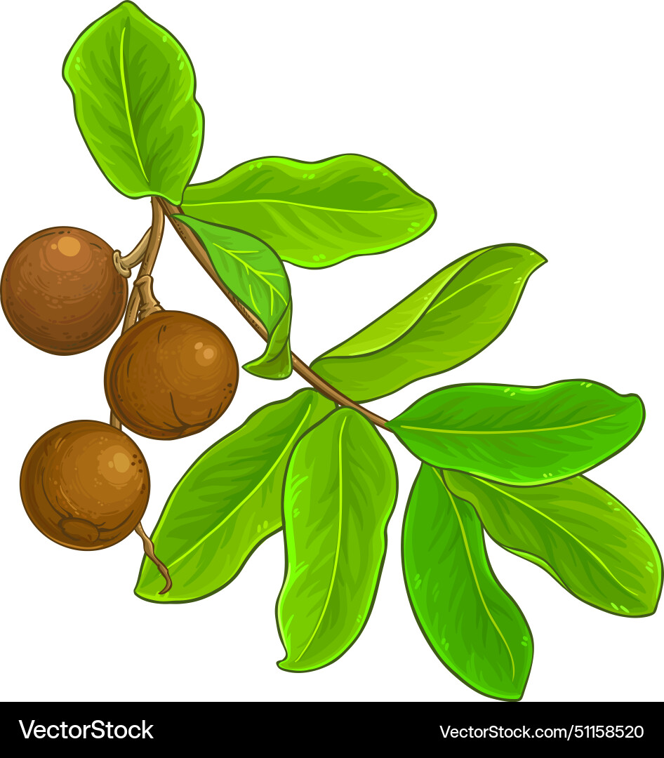 Brazil nut branch colored detailed Royalty Free Vector Image