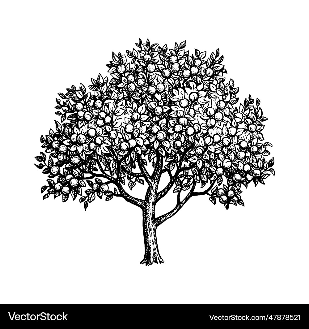 Apricot tree ink sketch Royalty Free Vector Image
