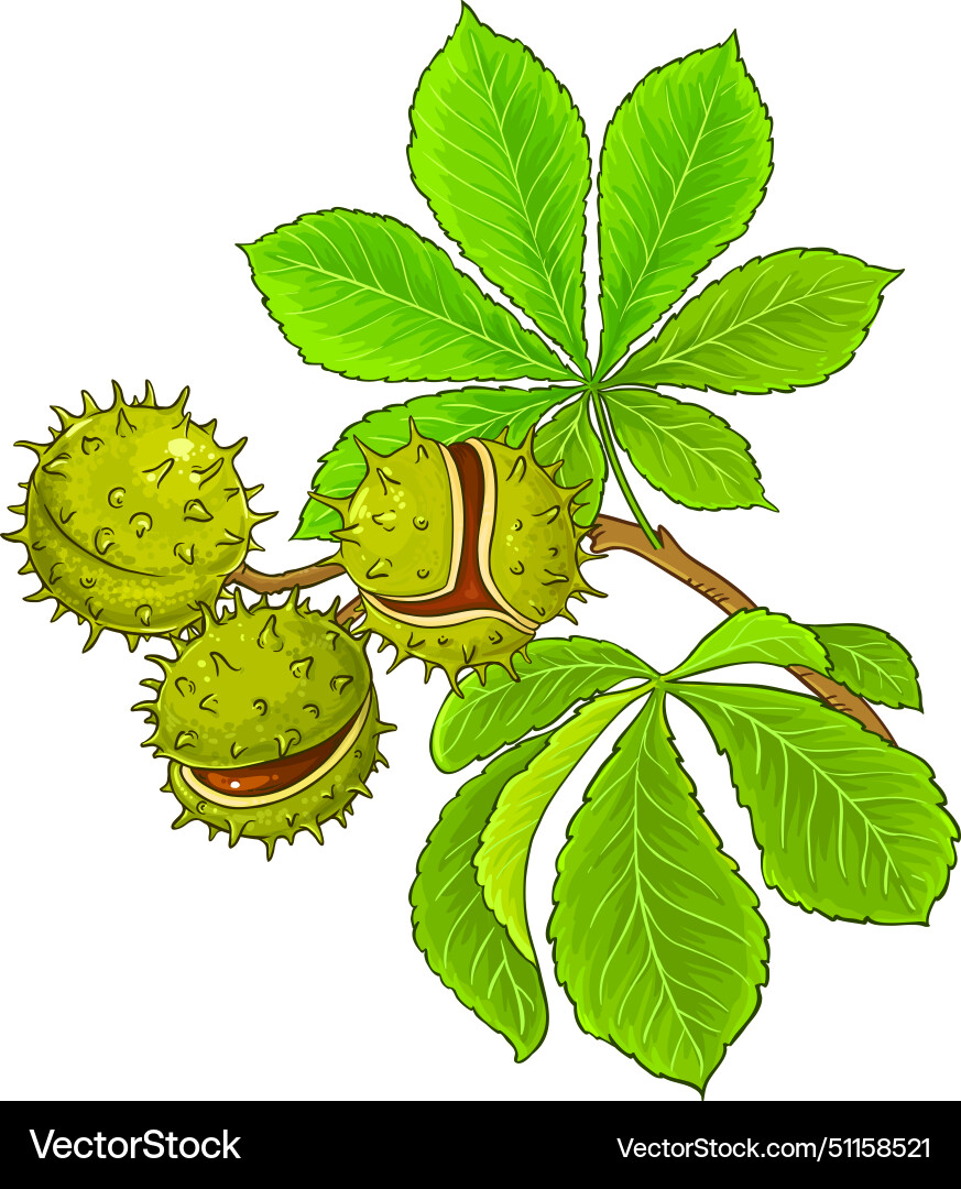 Chestnut branch colored detailed Royalty Free Vector Image